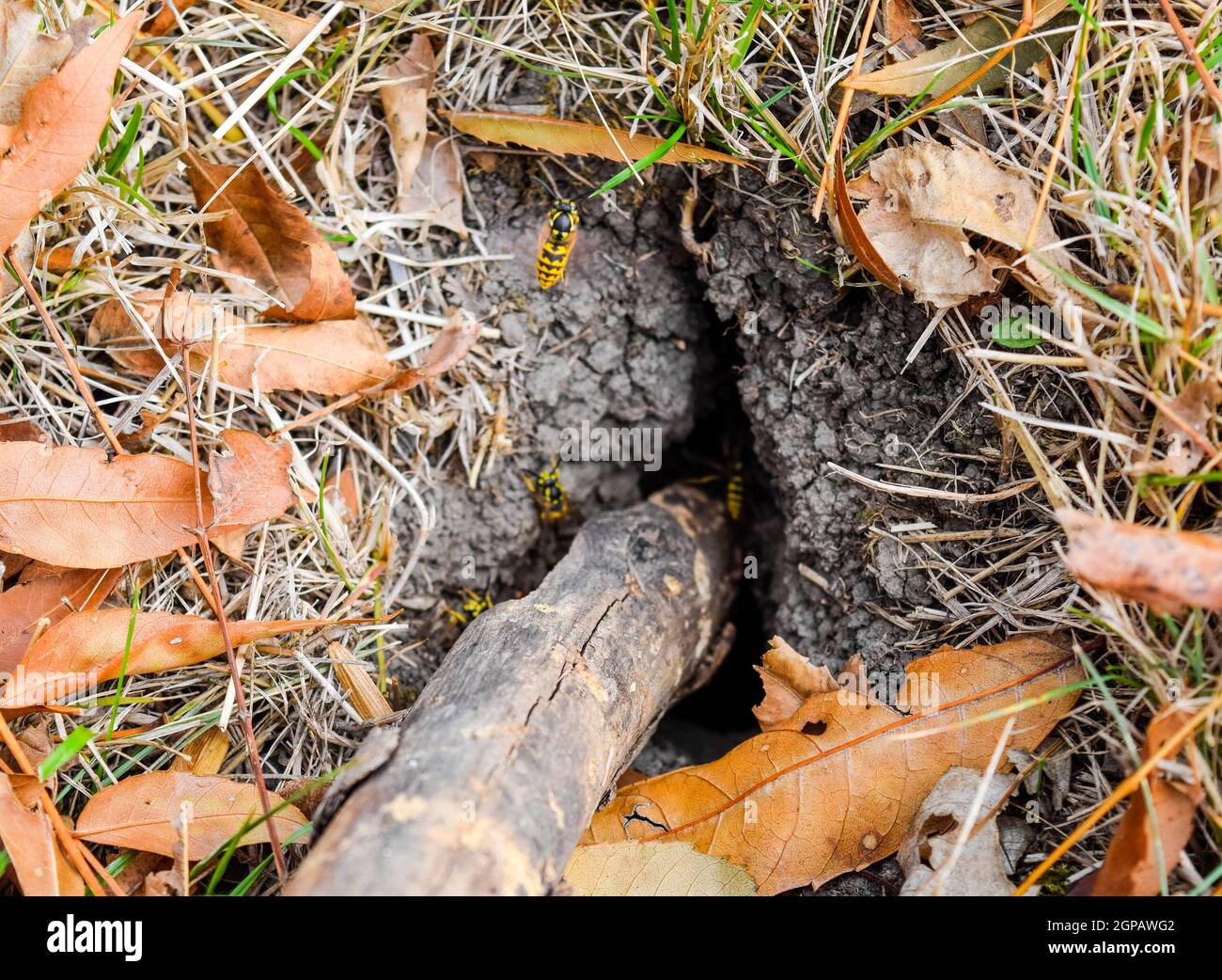 Vespula vulgaris. Wasps fly into their nest. Mink with an aspen nest ...