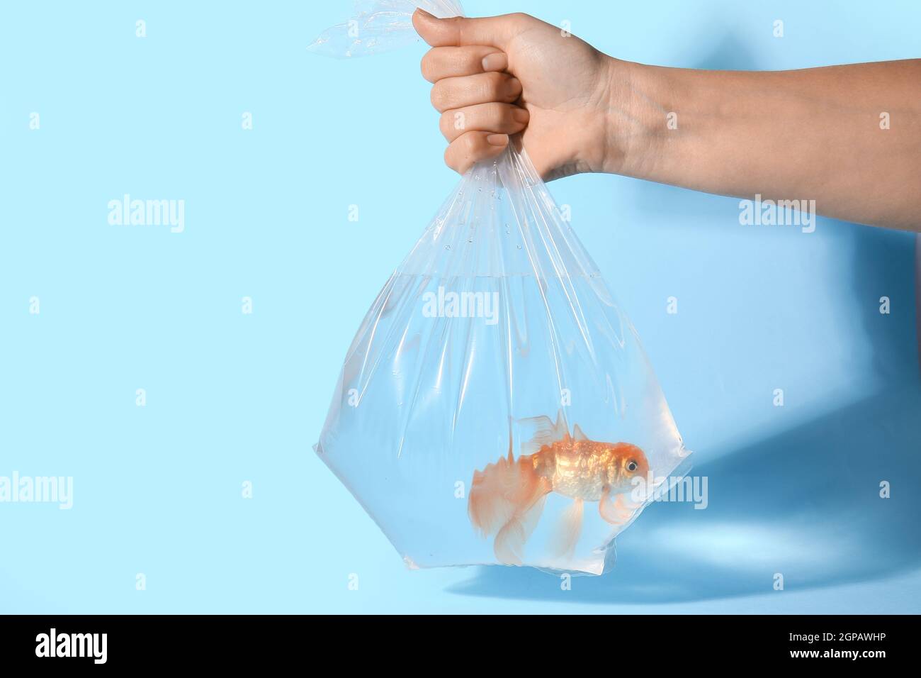 Hand holding plastic bag with beautiful gold fish on color background ...