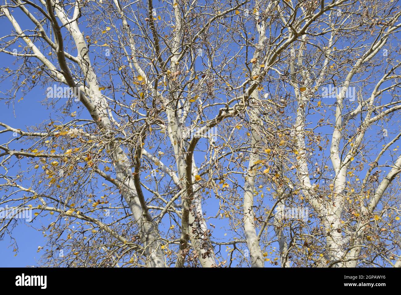 Background of the branches of a silver poplar. Autumn tree Stock Photo ...