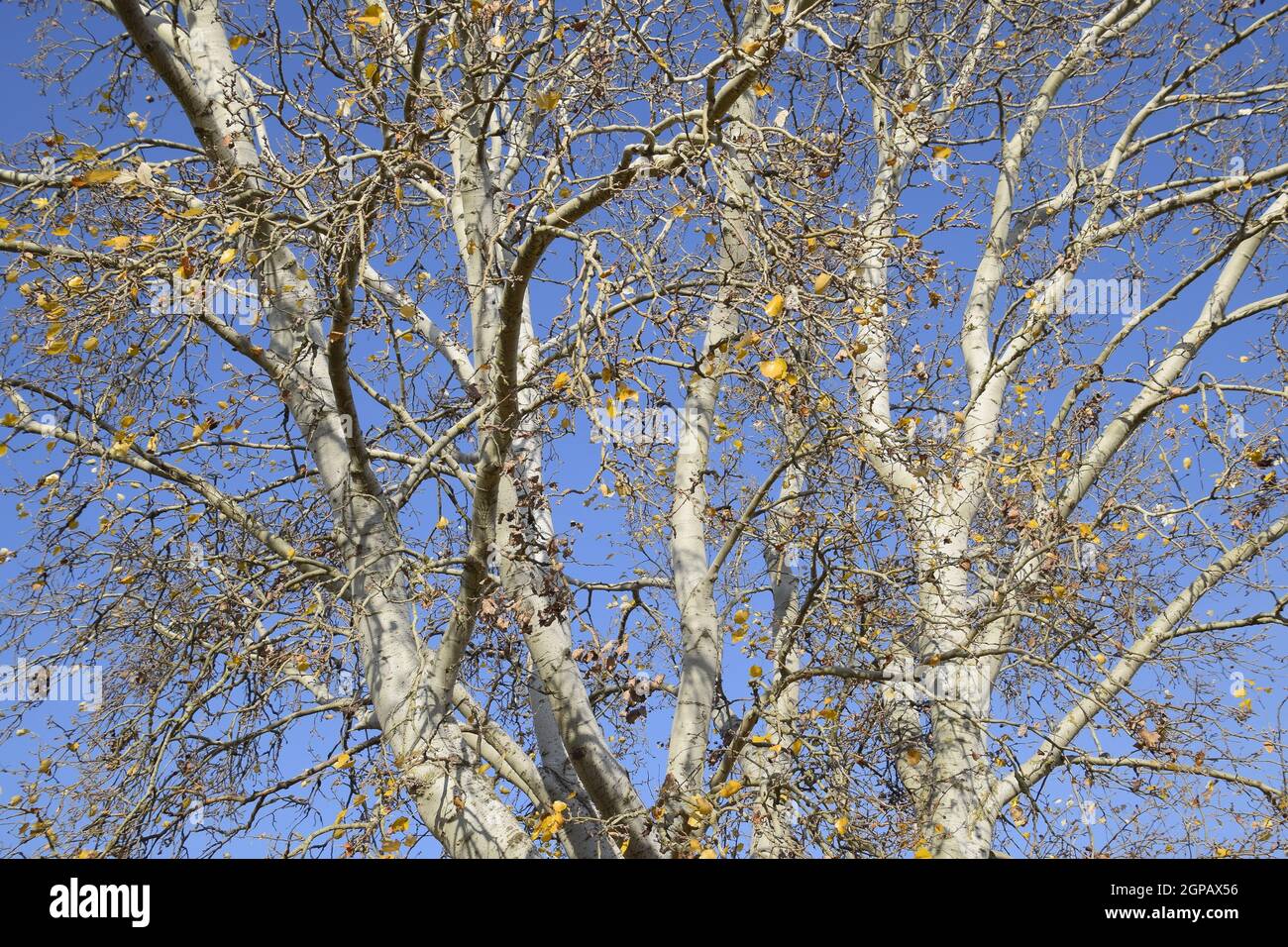 Background of the branches of a silver poplar. Autumn tree Stock Photo ...
