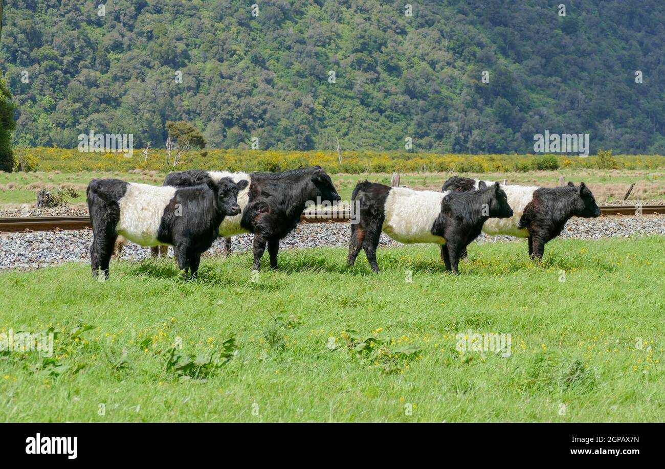 some cattle around Arthurs Pass in the South Alps of New Zealand Stock ...