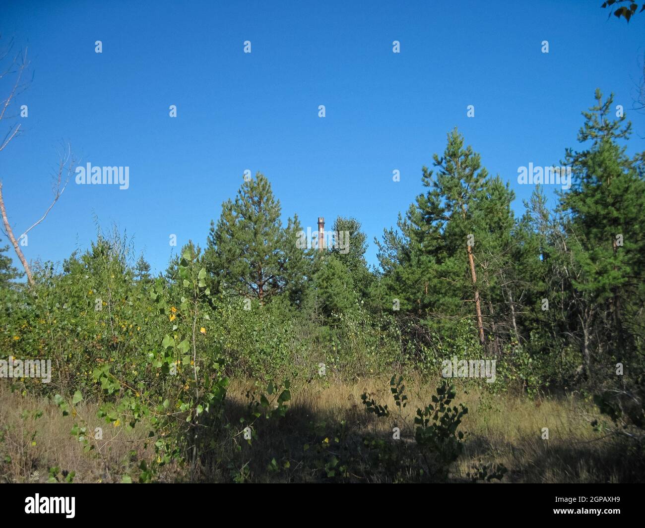 The end of the old pipe of the plant is visible above the treetops ...