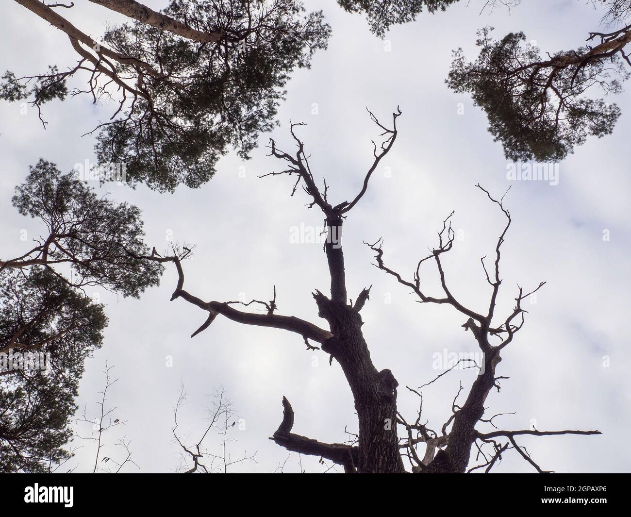 View into the treetops of a dried-up tree Stock Photo - Alamy