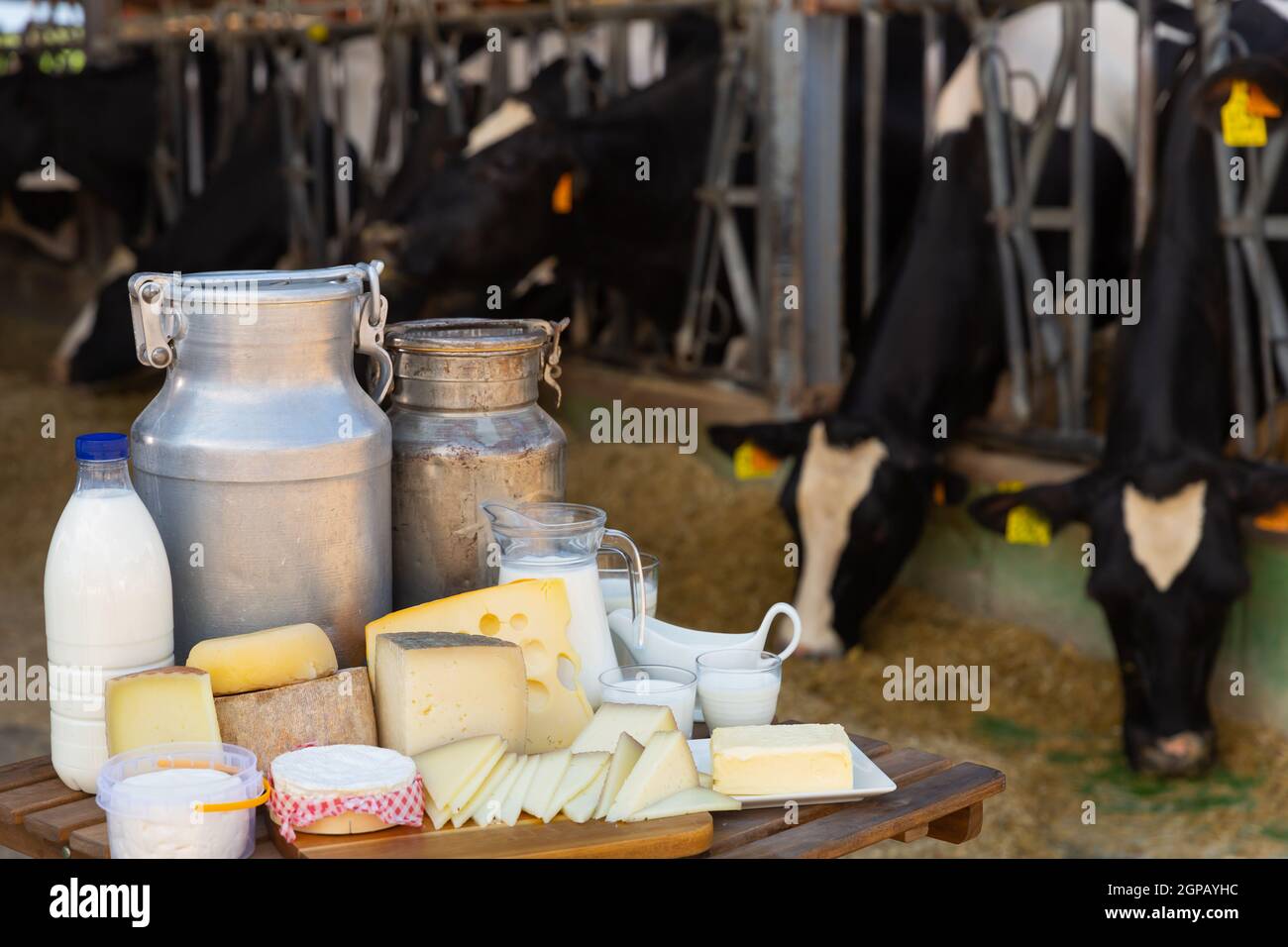 Various dairy products on table against background of cows in barn ...