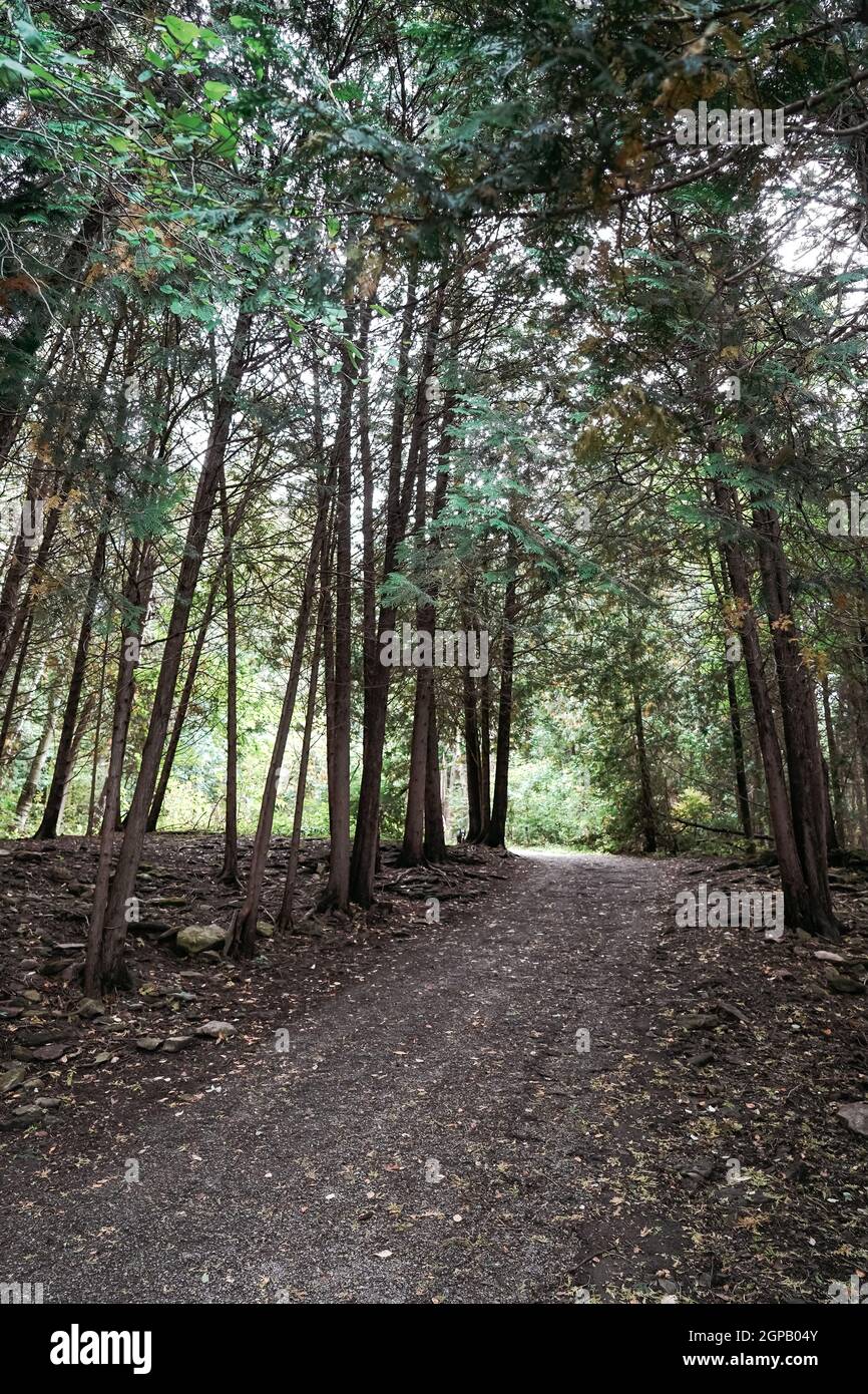 empty hiking trail covered with tall trees on both sides well ...
