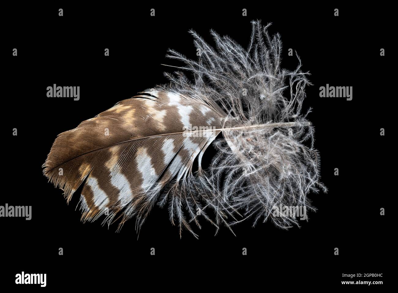 Buzzard feather hi-res stock photography and images - Alamy