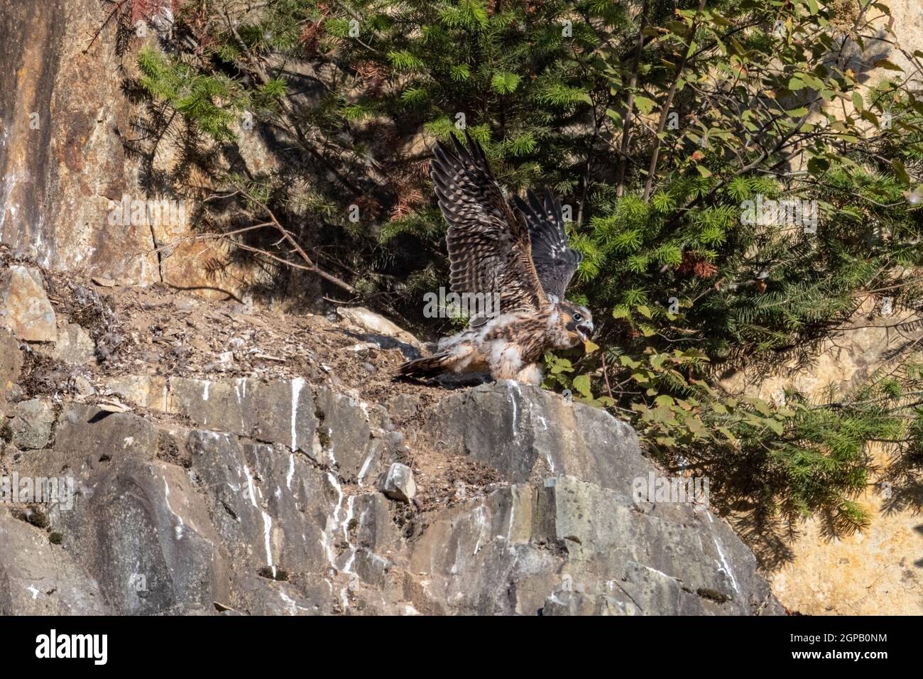 juvenile peregrine falcon bird at Abbotsford quarry BC Canada Stock ...
