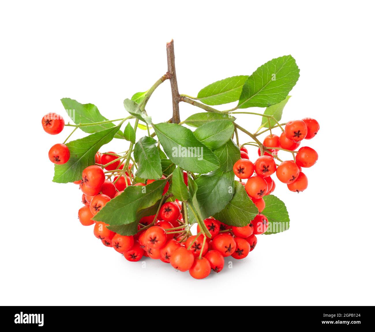 Rowan tree ripe red Cut Out Stock Images & Pictures - Alamy