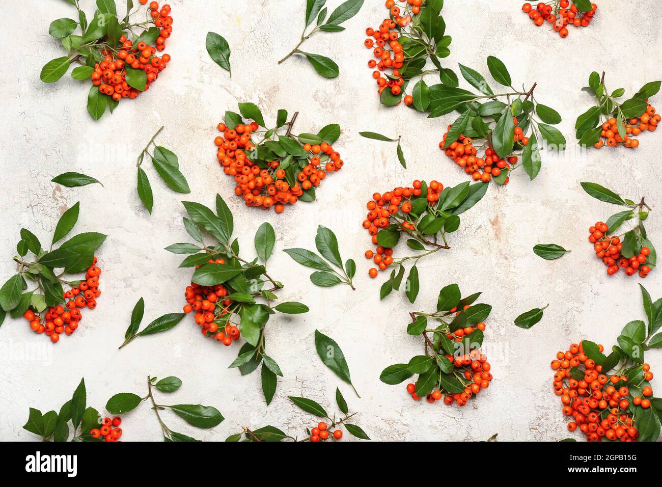 Bunches red rowan berries on hi-res stock photography and images - Alamy