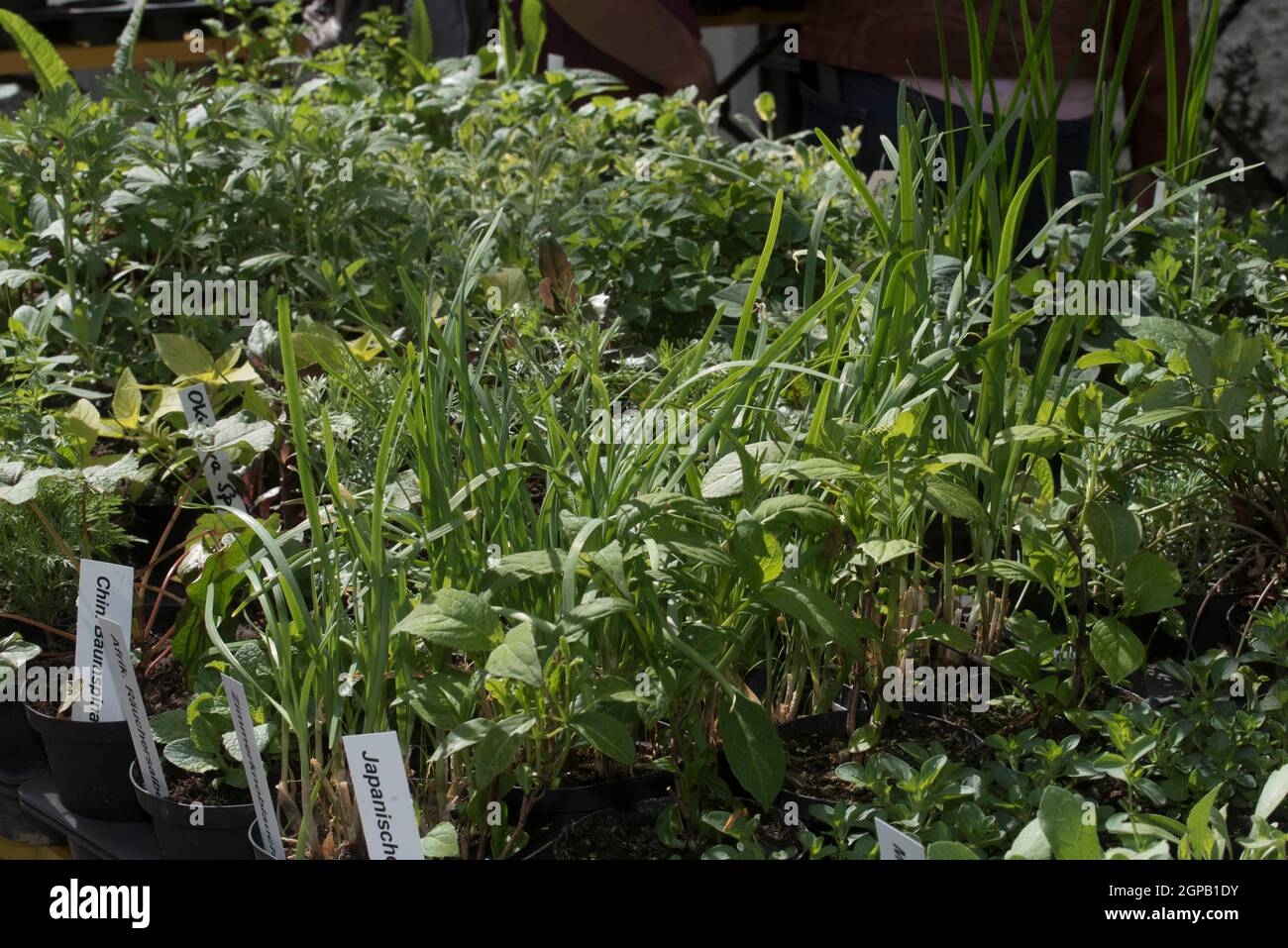 Species Diversity High Resolution Stock Photography and Images - Alamy