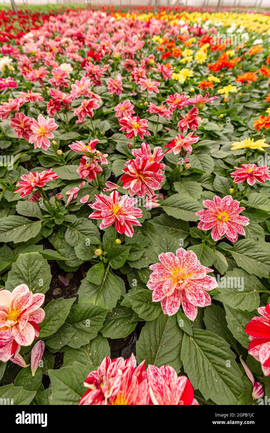 Dahlia flower cultivation in a plant nursery ready for sale Stock Photo ...
