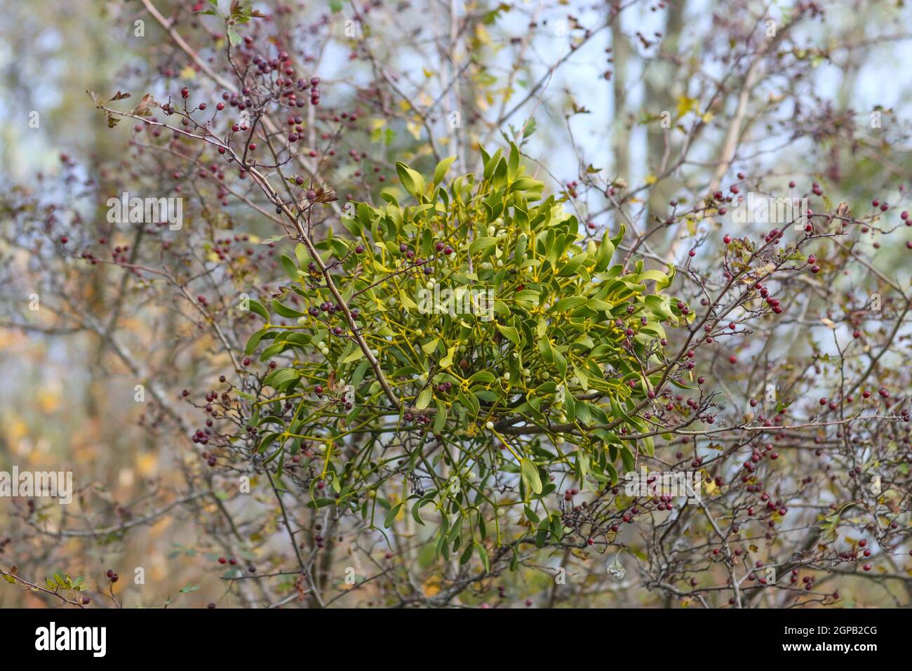 Plant is a parasite, white mistletoe on trees Stock Photo - Alamy