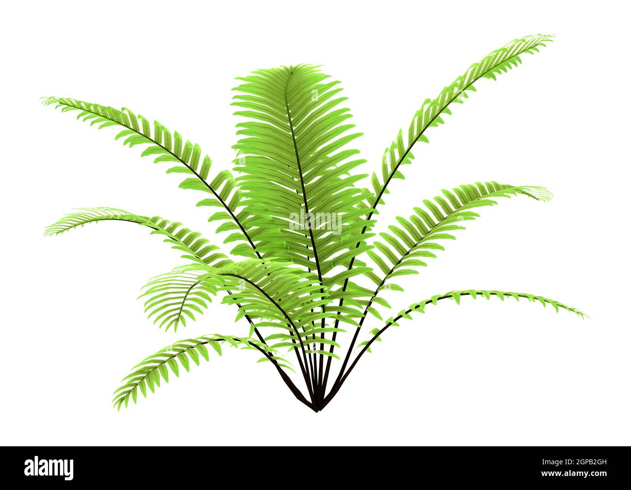 3D rendering of a green fern plant isolated on white background Stock ...