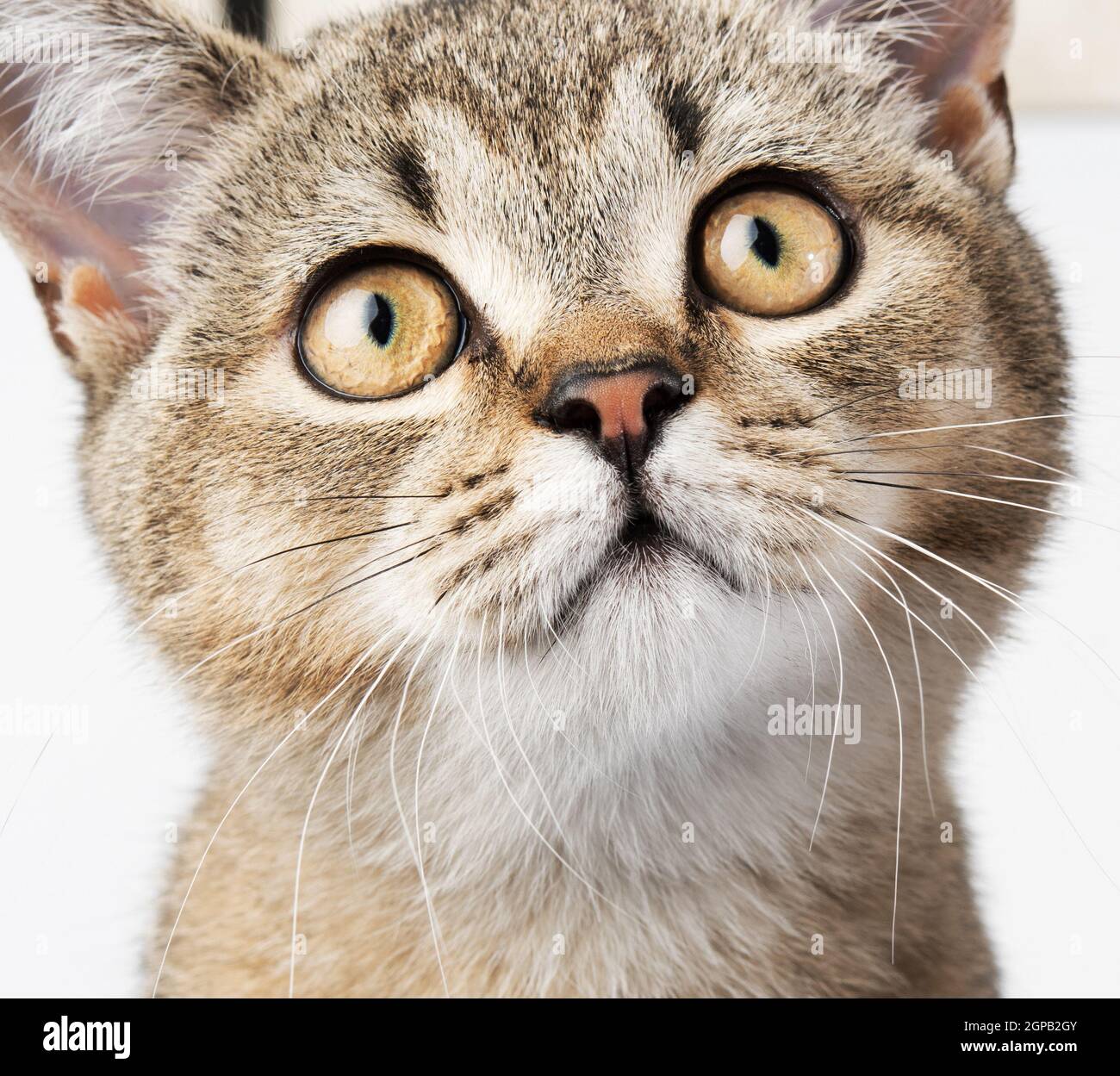 Kitten golden ticked Scottish chinchilla straight sits in front on a ...