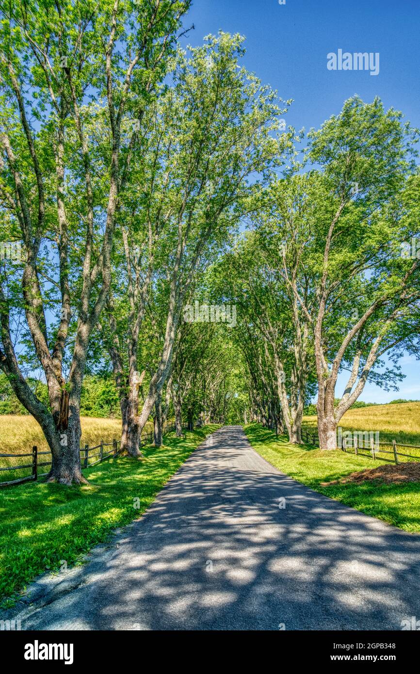 The tree lined entrance road into James Monroe’s Highland home and ...