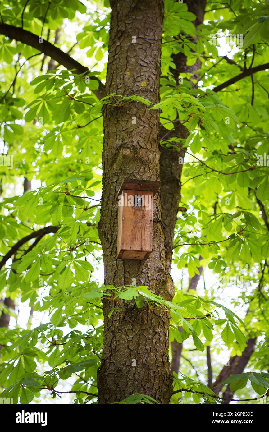 Green park in Vilnius in spring, poultry house on tree trunk Stock ...