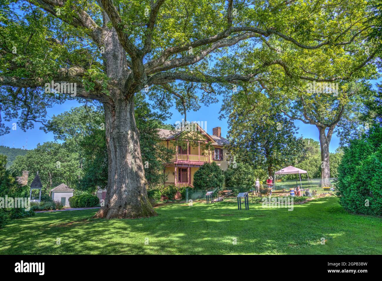 The old White Oak Tree by the Massey House and archeological dig at ...