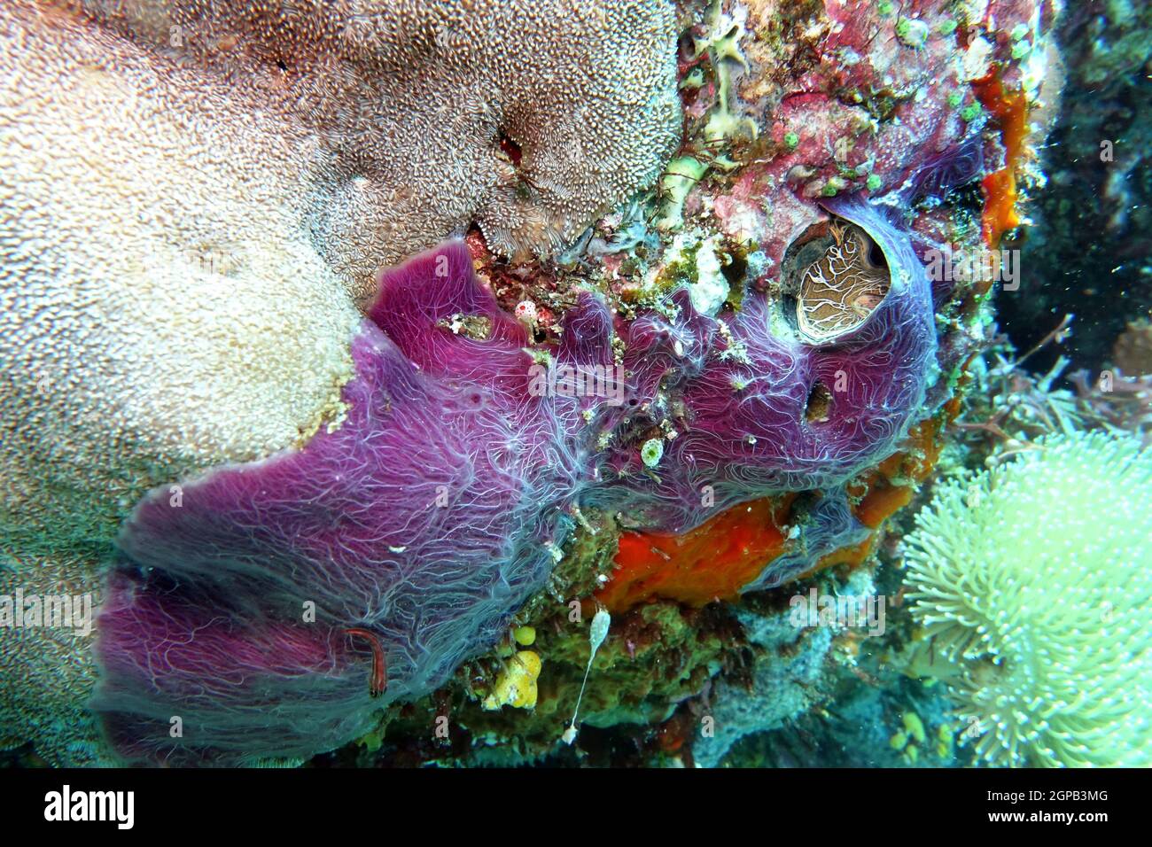 Violetter strahlenschwamm chalinula nematifera hi-res stock photography ...