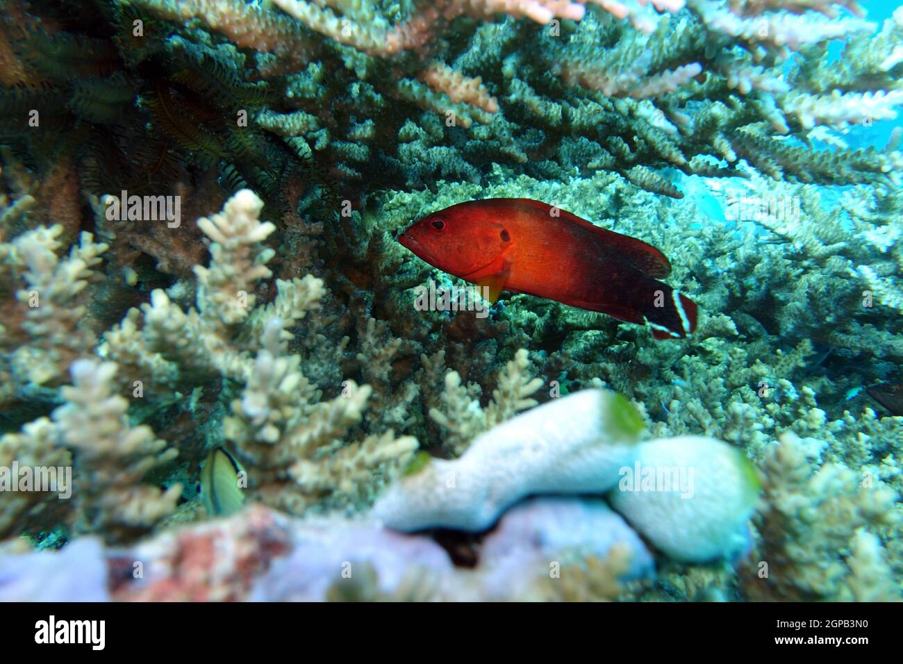 Feuer-Zackenbarsch - Cephalopholis urodeta, Indonesien, Nord-Molukken ...