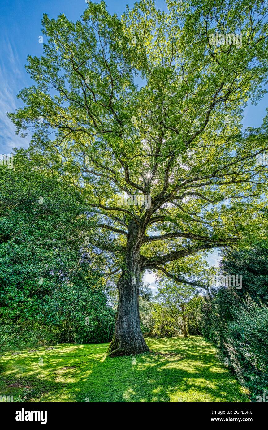 Old colonial plantation white hi-res stock photography and images - Alamy