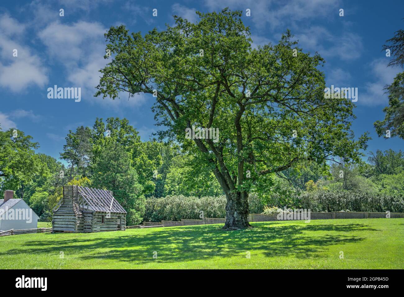 A massive tree by the slave quarters at Montpelier, James and Dolly ...