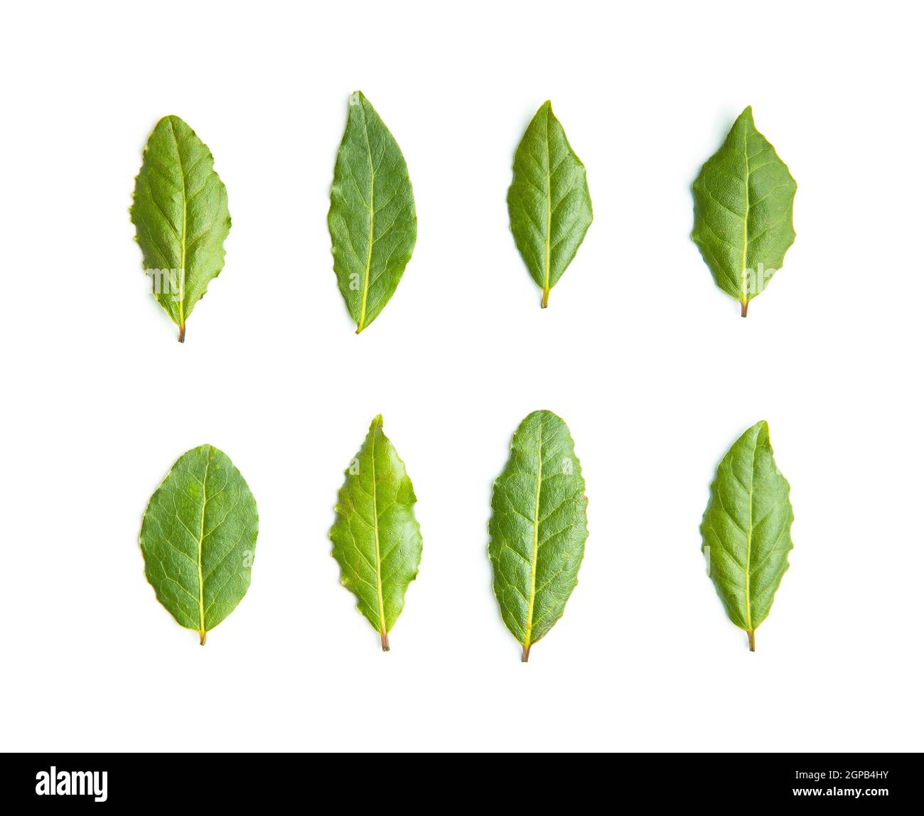 Fresh green bay leaves isolated on white background Stock Photo - Alamy