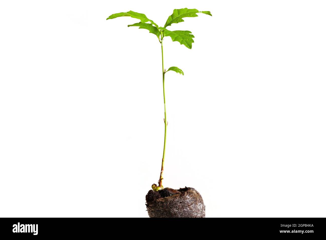 Small oak tree growing from a seed in the ground isolated on white ...