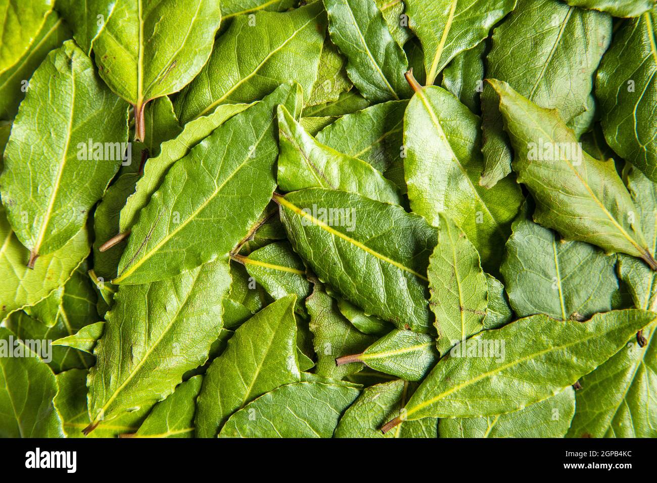 Green bay leaves hi-res stock photography and images - Alamy