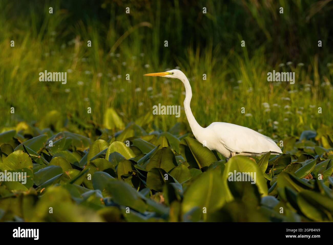 Great egret, ardea alba, waiting for fish in wetland in summer sunset ...