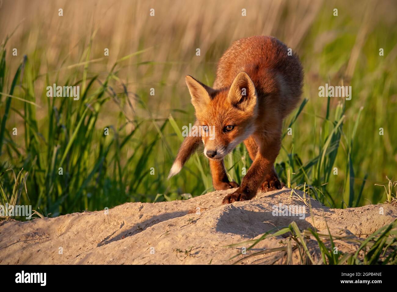 Growing fox cub hi-res stock photography and images - Alamy