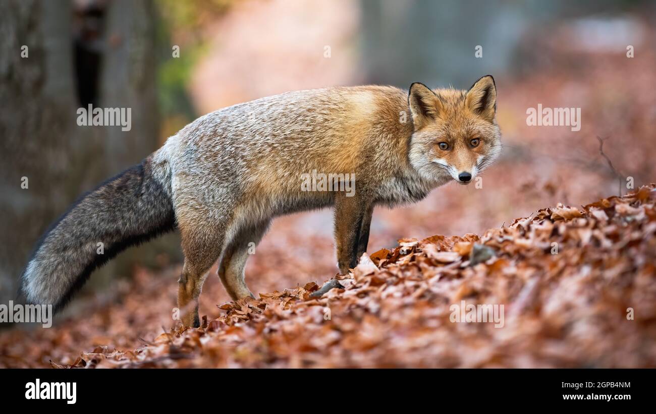 Red fox, vulpes vulpes, looking to the camera on leaves in autumn ...