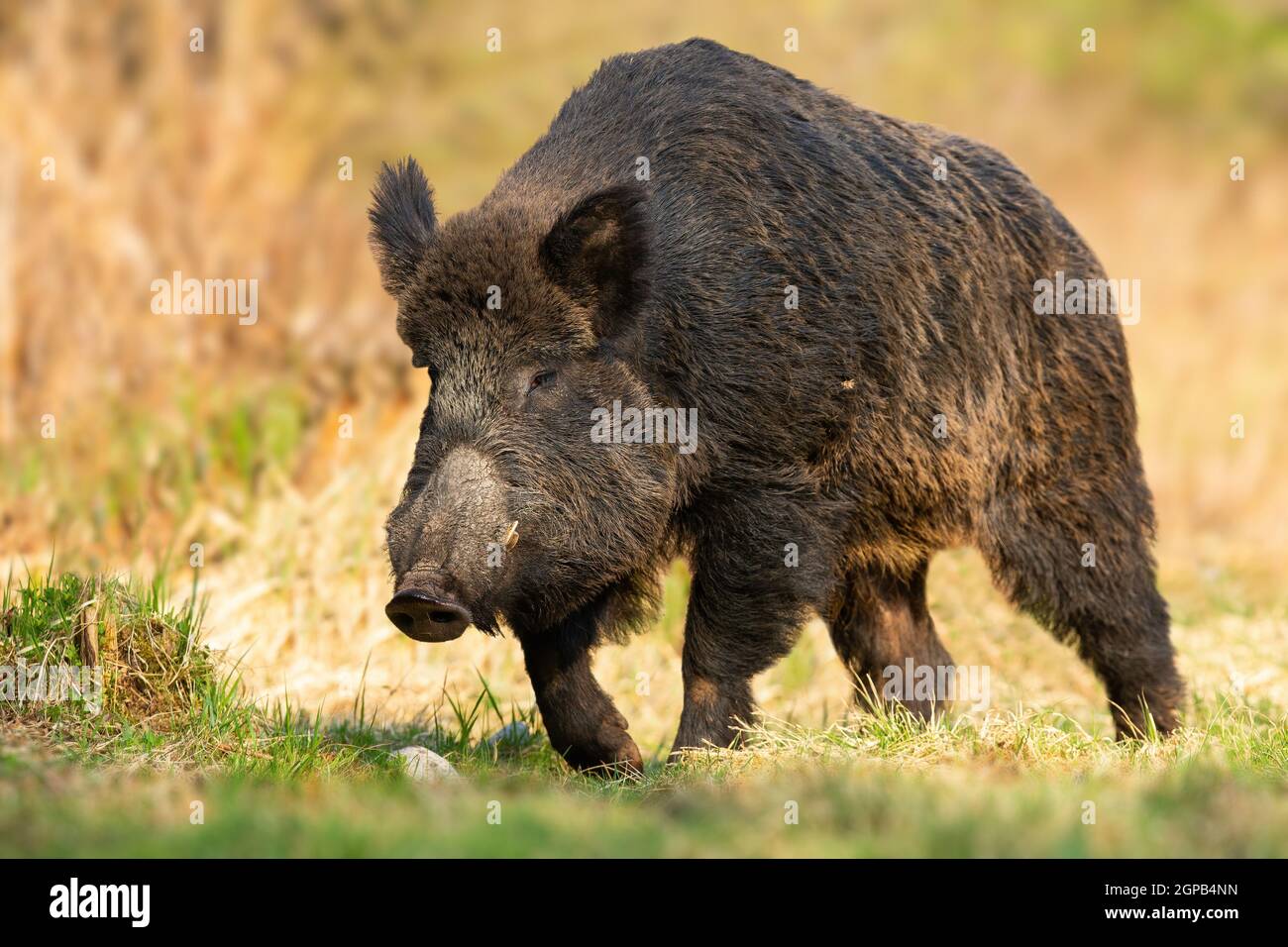 Dangerous wild boar, sus scrofa, approaching from front on glade in ...