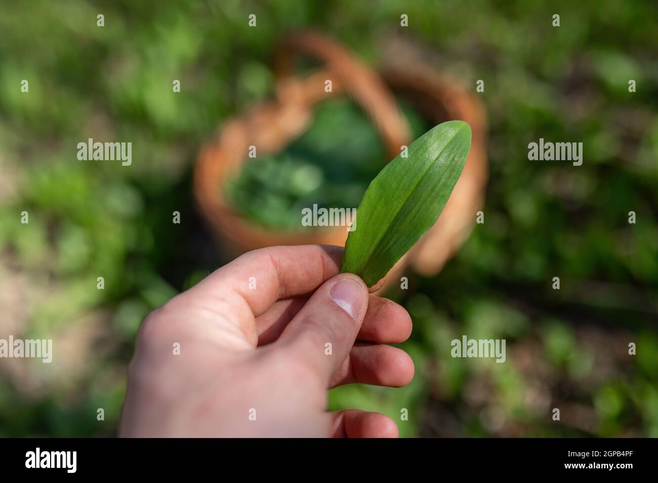 Human hand plucking bear garlic, allium ursinum, to the wooden basket ...