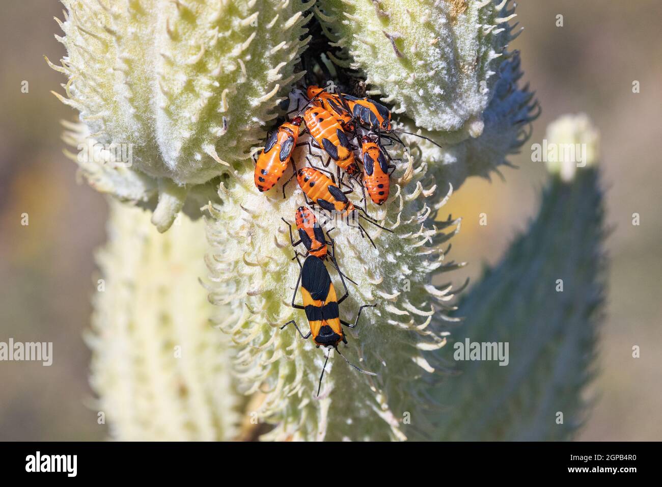 Colony of large milkweed bugs (Oncopeltus fasciatus) on common milkweed ...