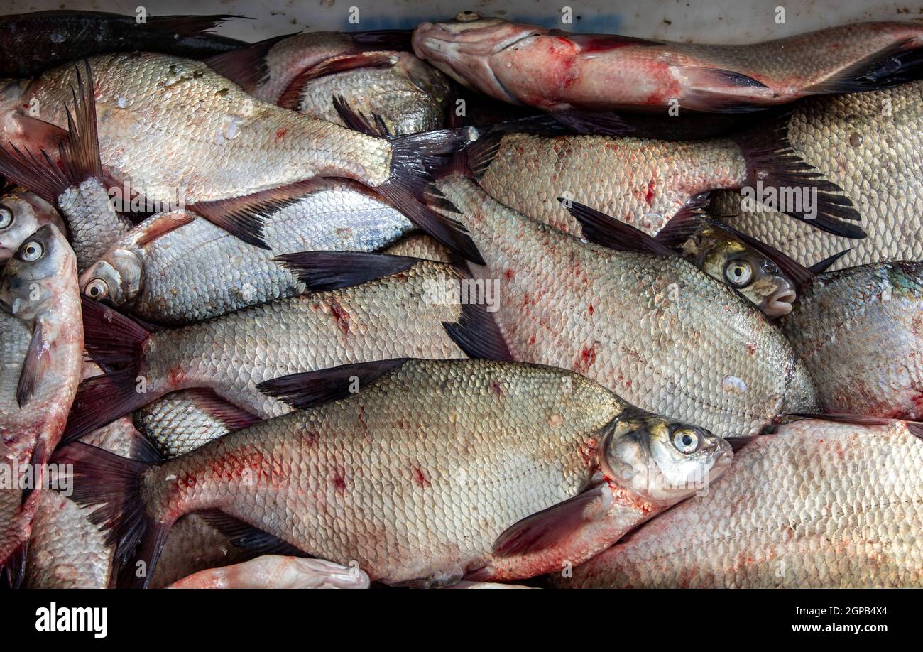 fresh fish sold straight from the fishing boat in the port Stock Photo ...