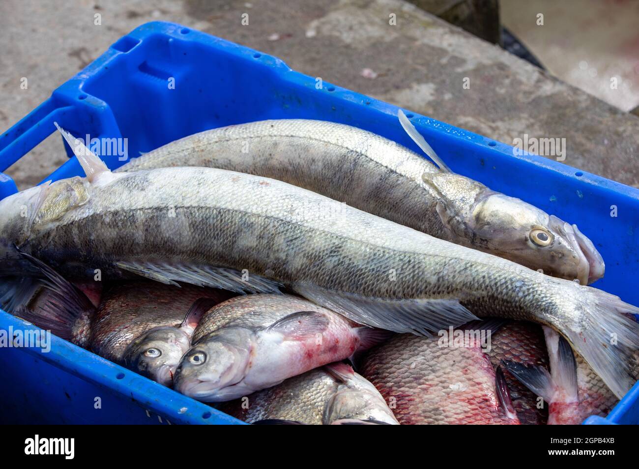 fresh fish sold straight from the fishing boat in the port Stock Photo ...