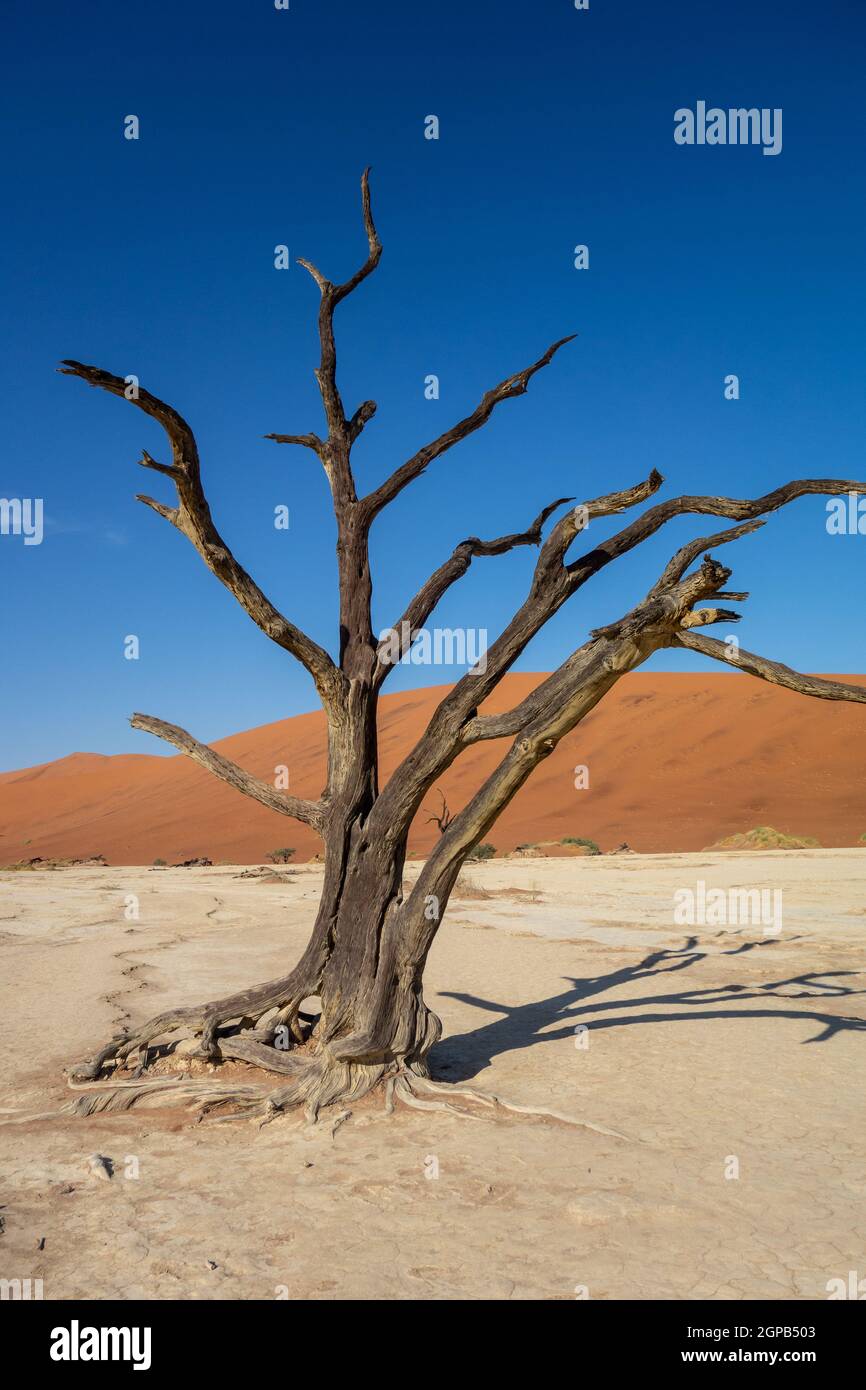 Dried out camel thorn trees (Vachellia enrioloba) in Deadvlei, Namibia ...