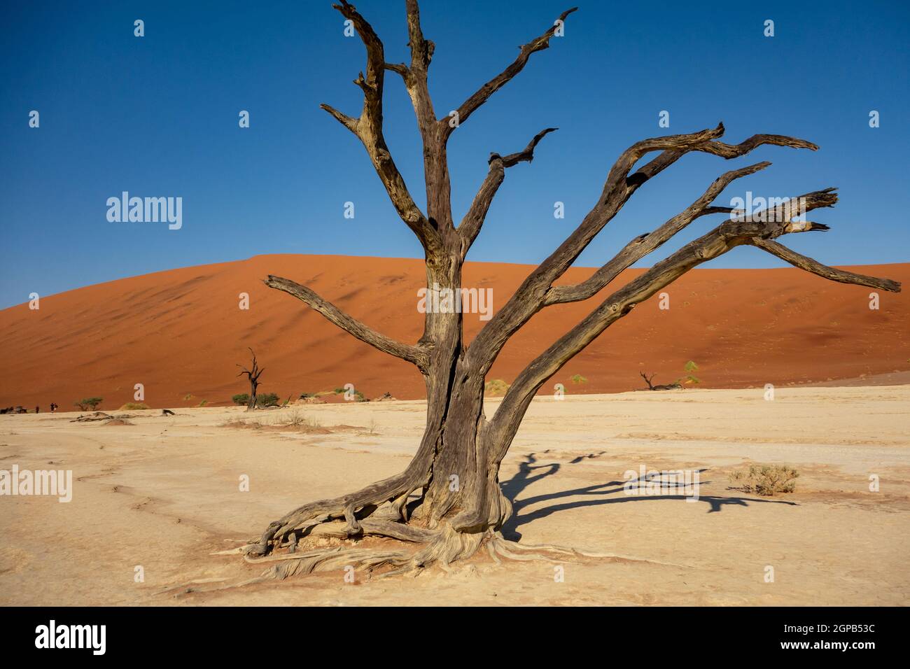 Camel skeleton in the desert hi-res stock photography and images - Alamy