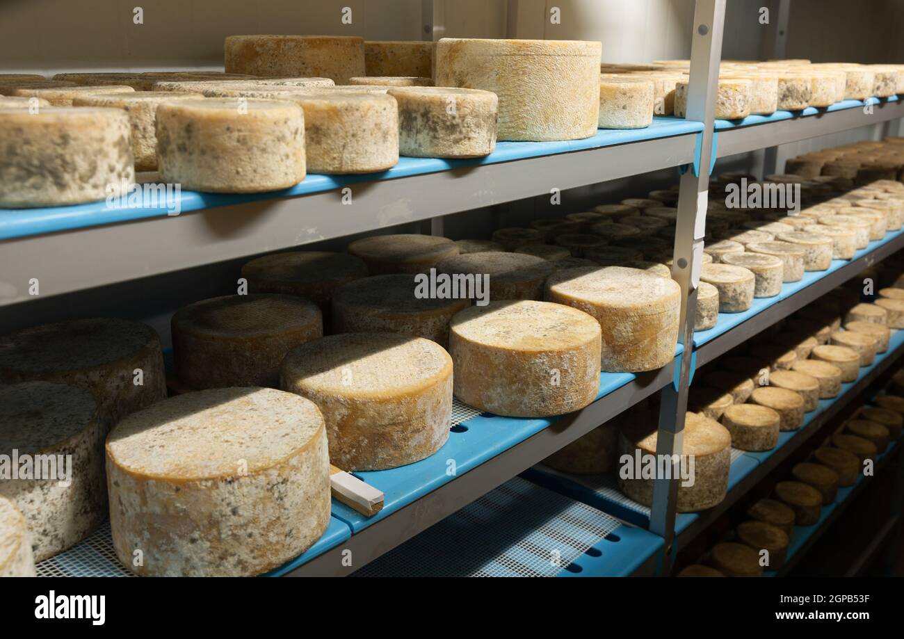 Cheese ripening shelves hi-res stock photography and images - Alamy