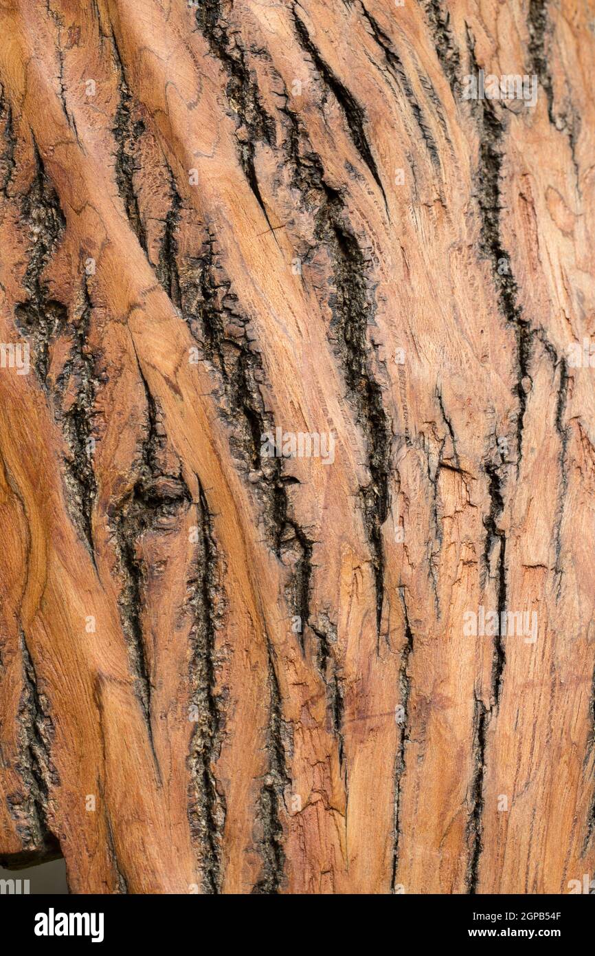 Texture shot of brown tree bark Stock Photo - Alamy