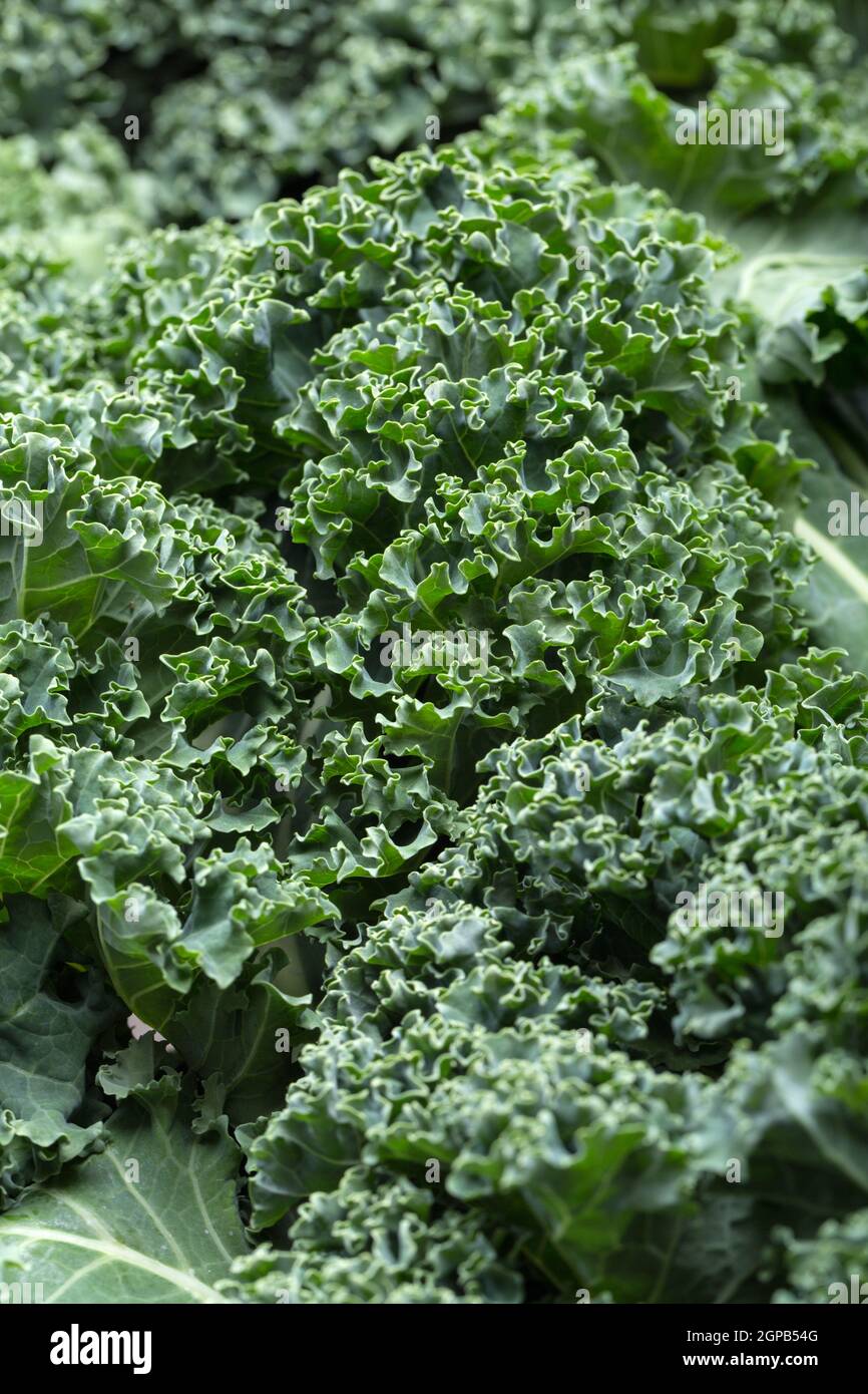 A healthy fresh curly kale Stock Photo - Alamy
