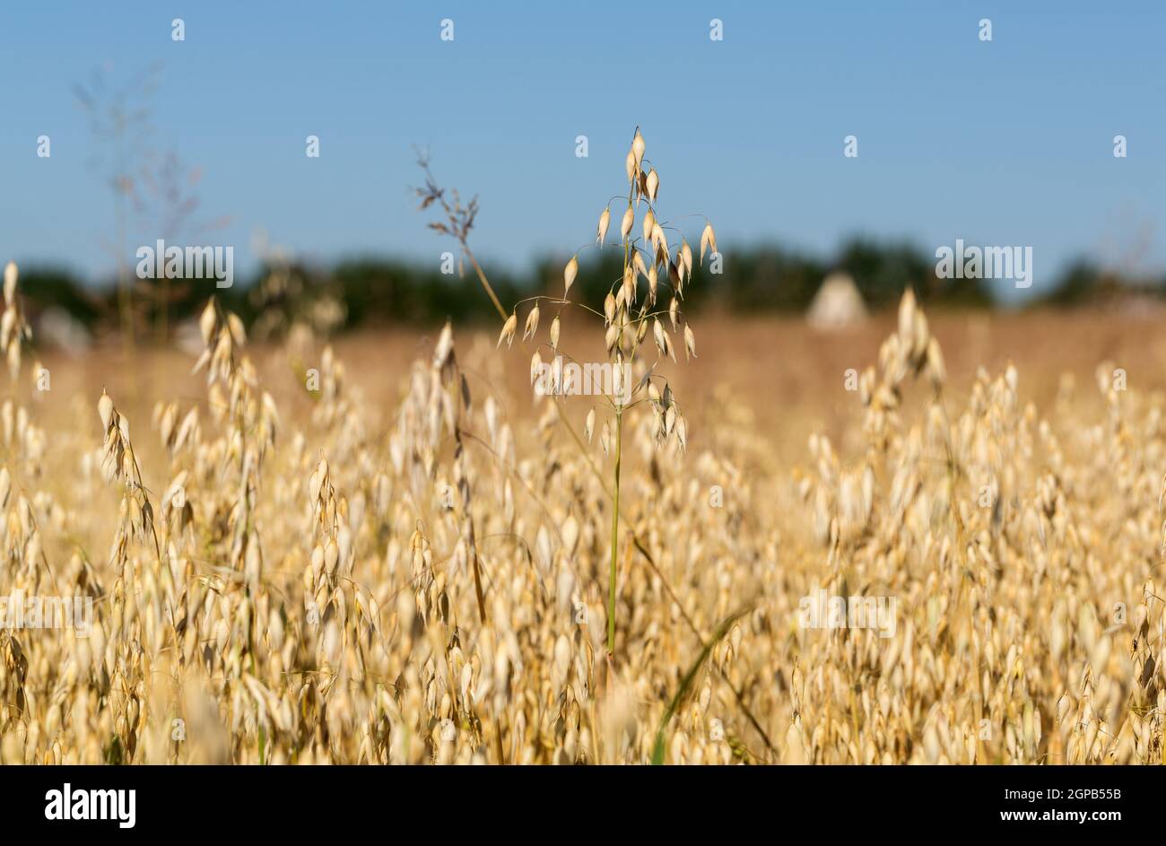 golden wheat in a farm field Stock Photo - Alamy