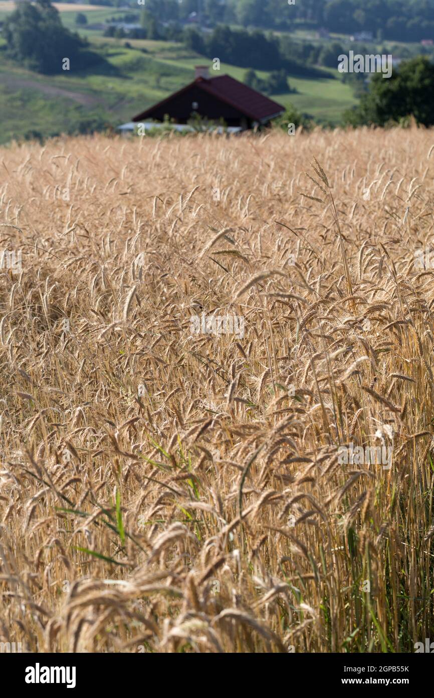 golden wheat in a farm field Stock Photo - Alamy