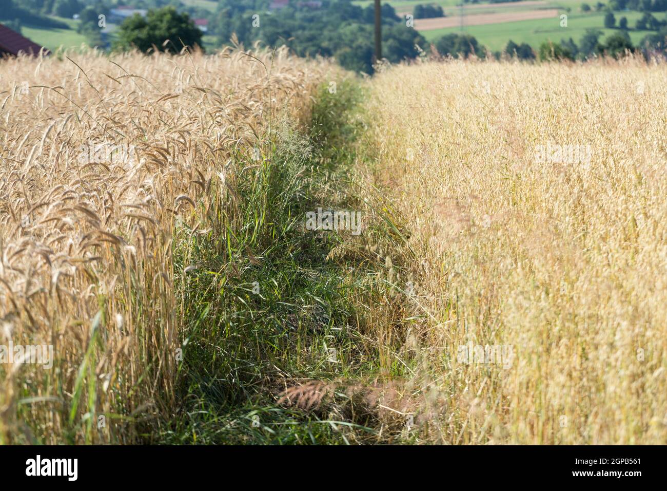 golden wheat in a farm field Stock Photo - Alamy