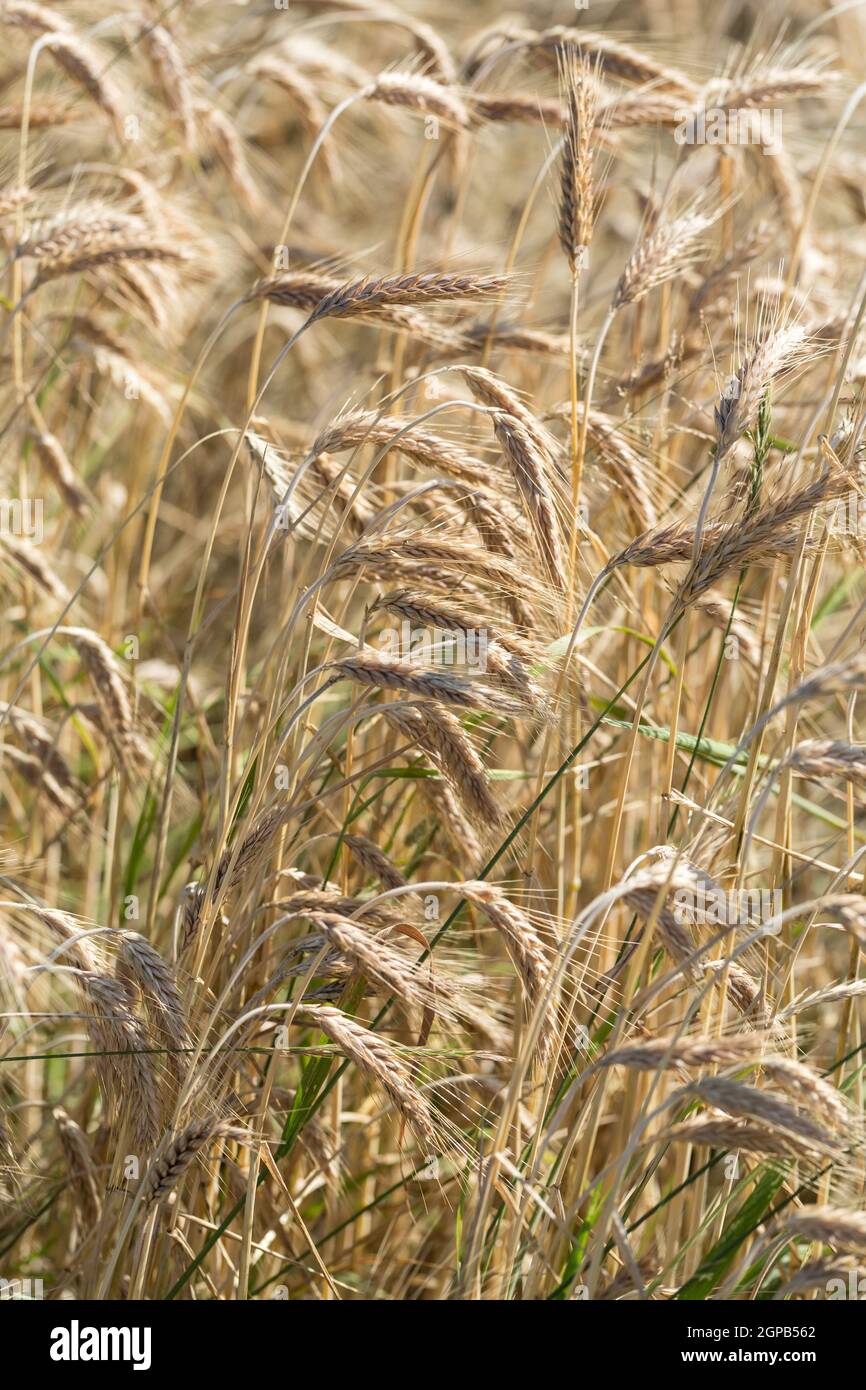 golden wheat in a farm field Stock Photo - Alamy