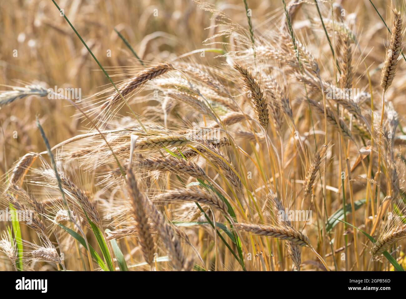 golden wheat in a farm field Stock Photo - Alamy