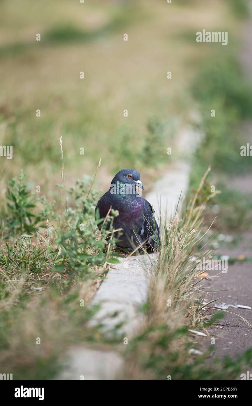 Pigeon turning hi-res stock photography and images - Alamy