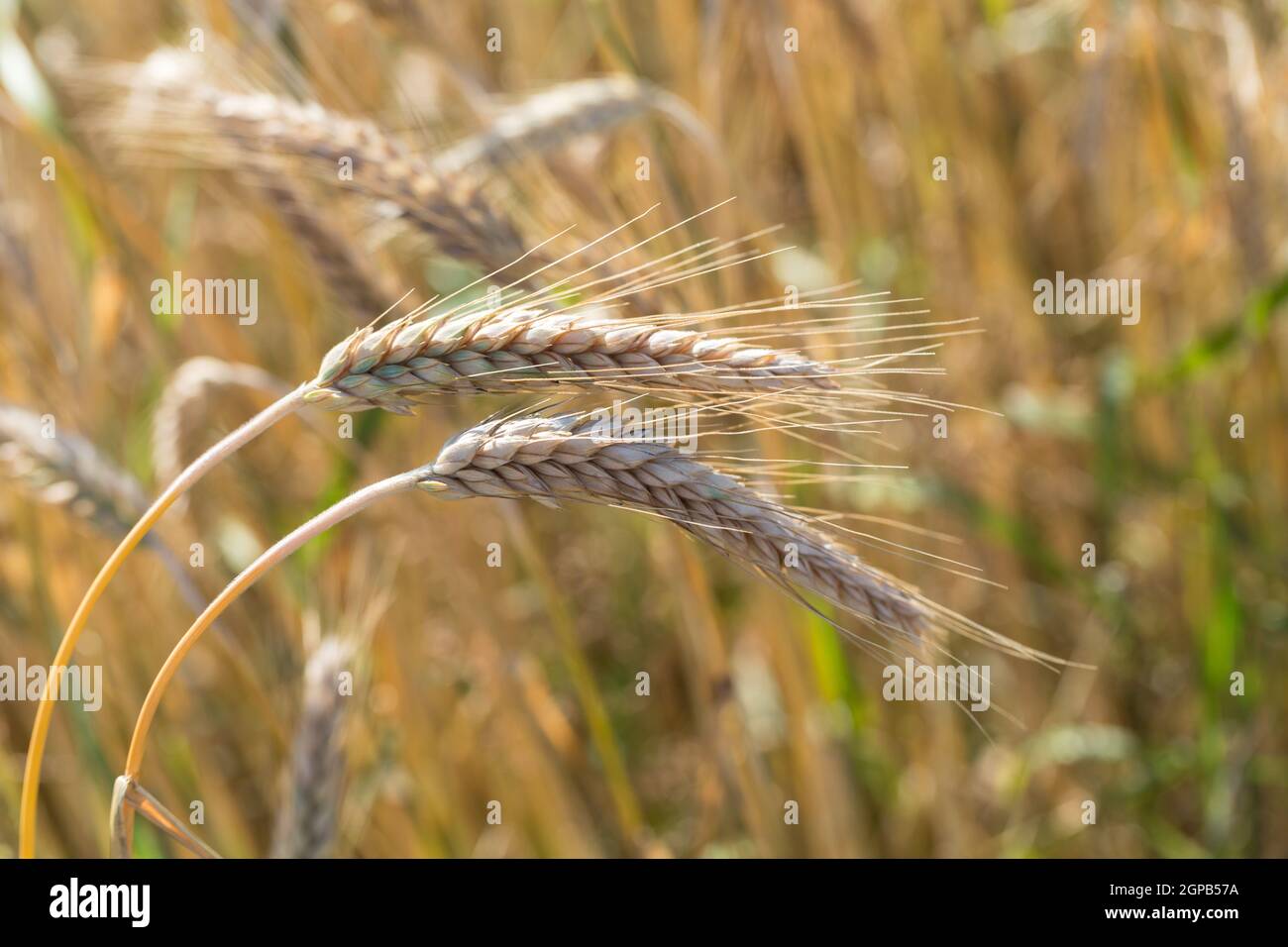 golden wheat in a farm field Stock Photo - Alamy