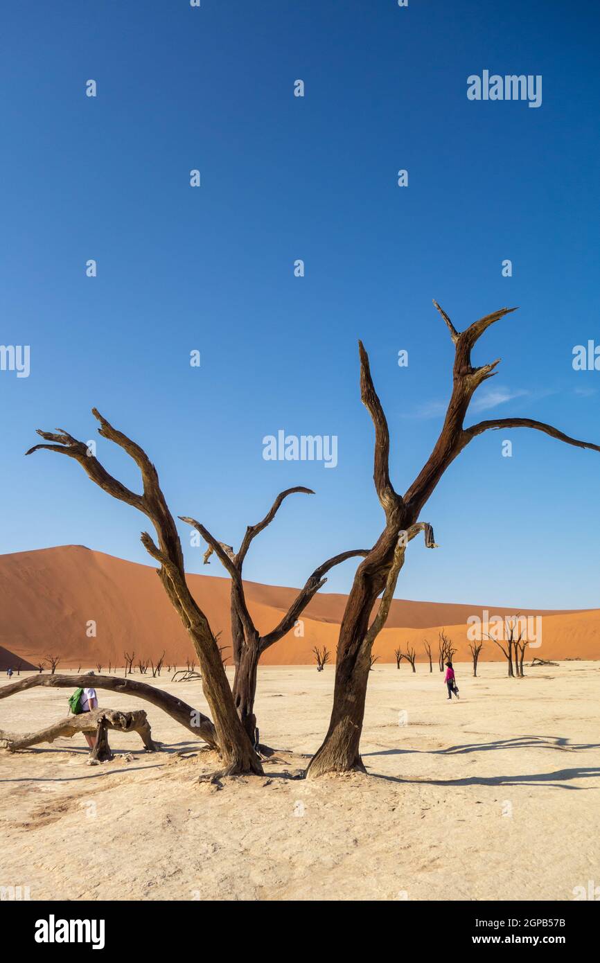 Dried out camel thorn trees (Vachellia enrioloba) in Deadvlei, Namibia ...