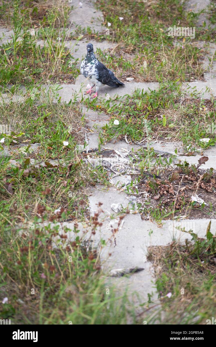 Spotted pigeon regrets the relatives, looking at the feathers left by ...
